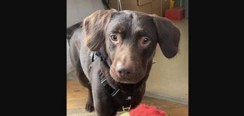 In a first, a dog gets treated for alcohol addiction – A1UK TV